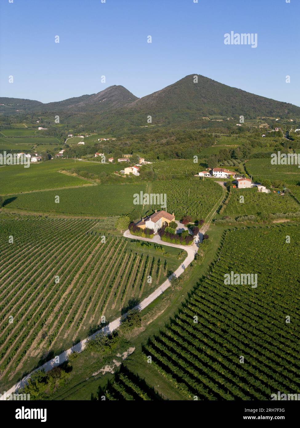 Italian countryside vineyard landscape with rows of grapevines on ...