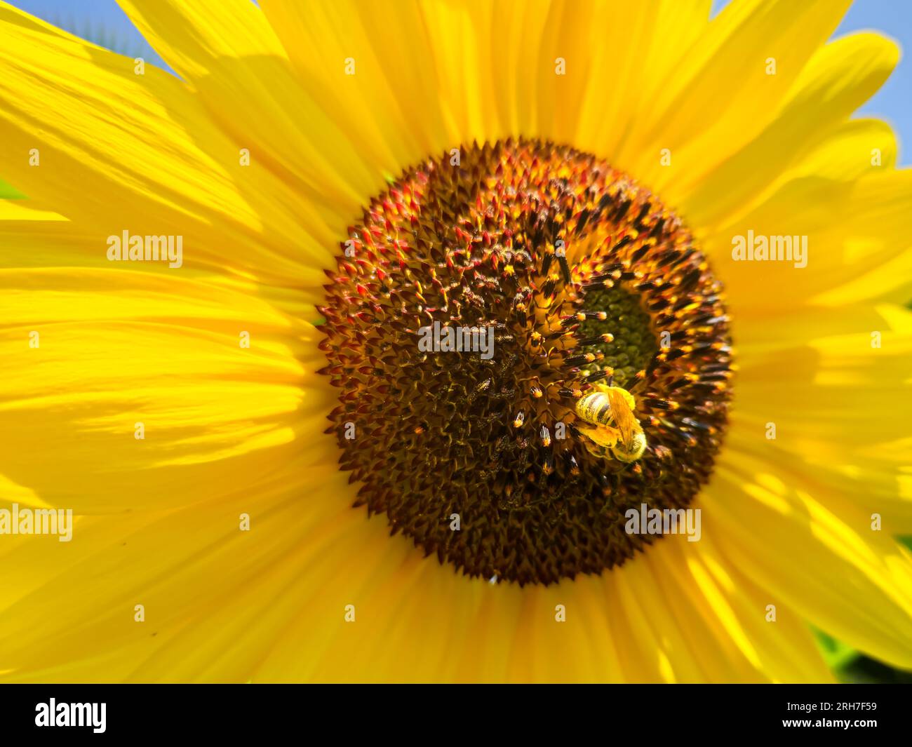 Honey bee pollinating bright yellow sunflower in summer Stock Photo - Alamy