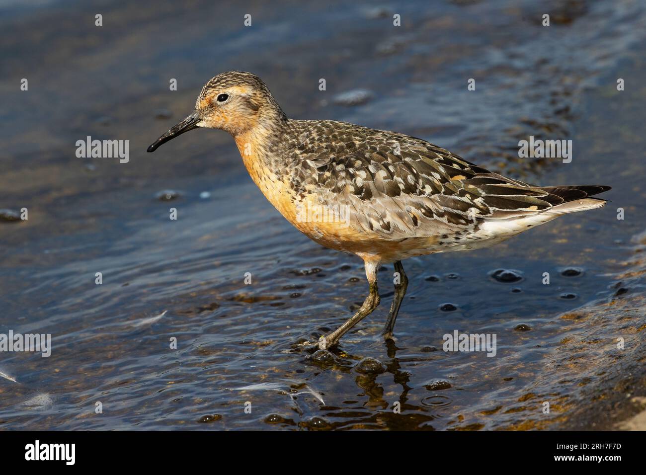 Red Knot (partial breeding plumage) at the waters edge, Farmoor ...