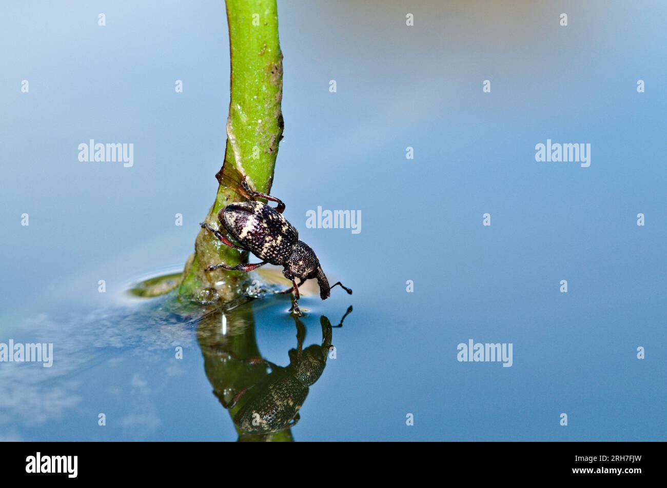 Bug portrait mirrored on water. Beetle looks to the surface of the pond ...