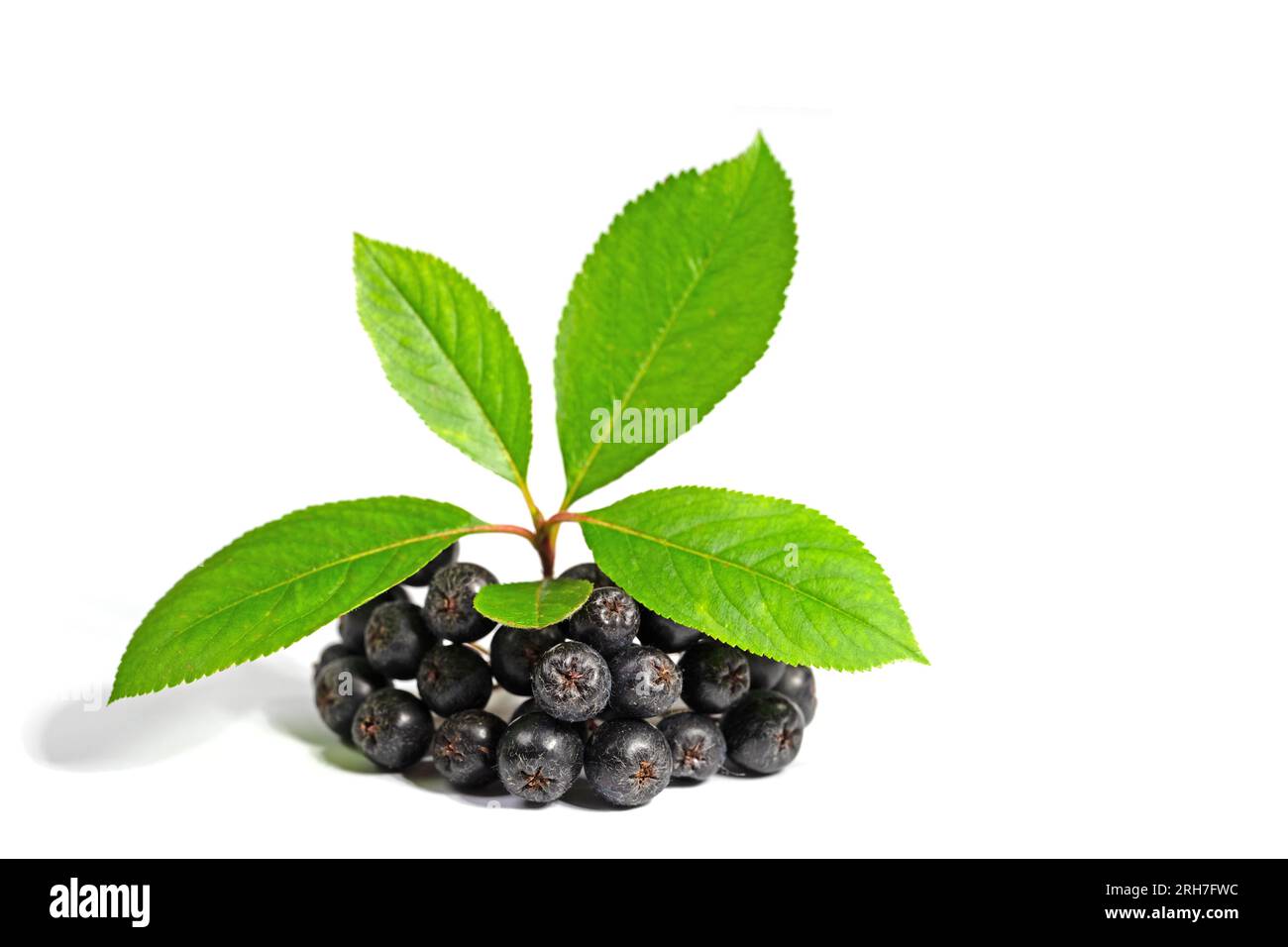Aronia berries isolated against white background Stock Photo - Alamy