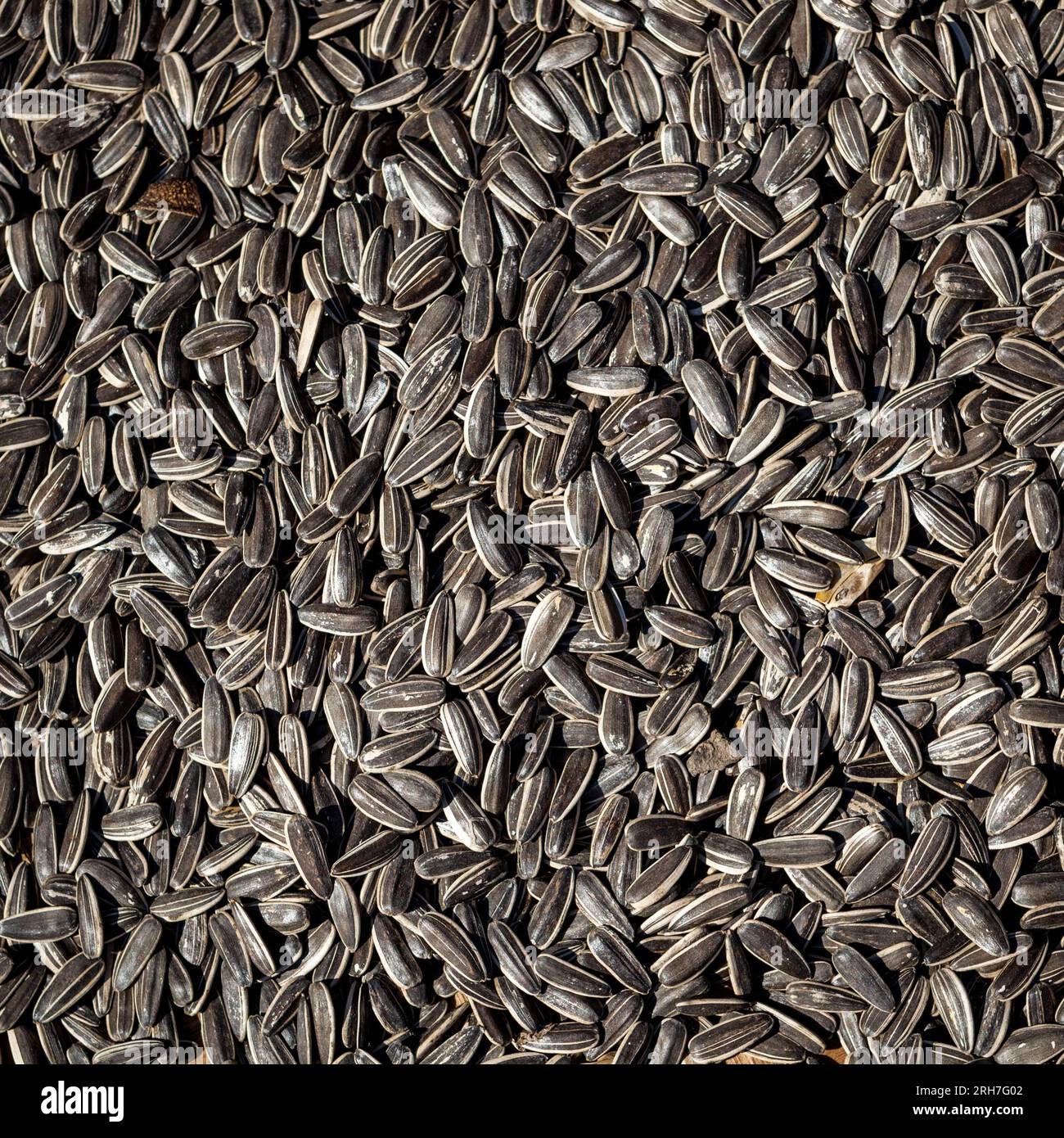 Evenly distributed raw sunflower seeds pattern background texture Stock ...