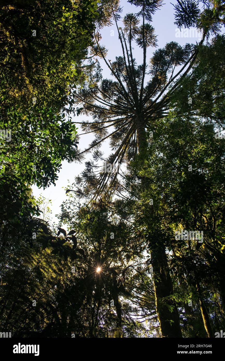 Araucaria moist forest with typical Parana Pine (Araucaria angustifolia ...