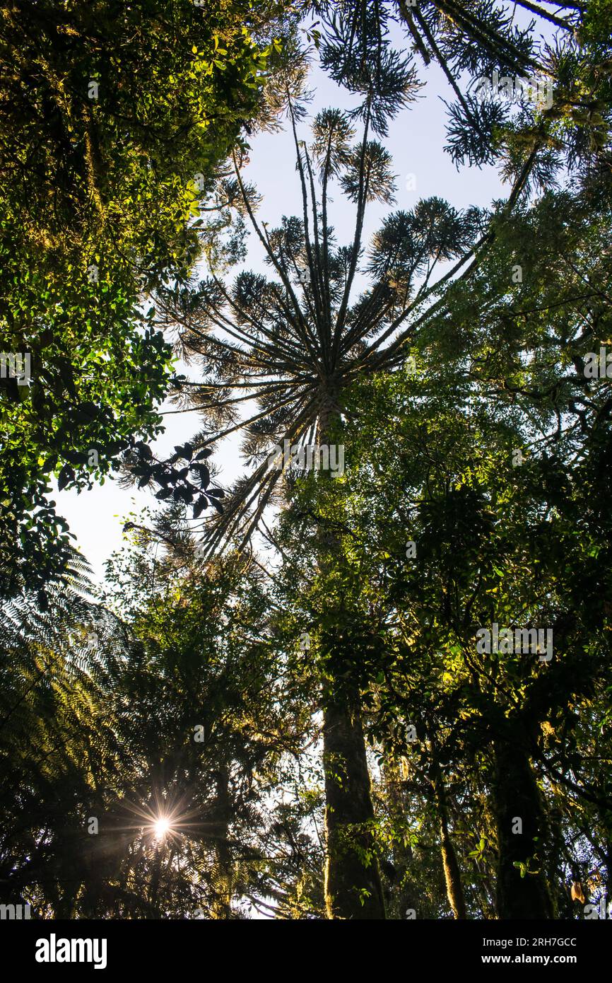 Araucaria moist forest with typical Parana Pine (Araucaria angustifolia ...