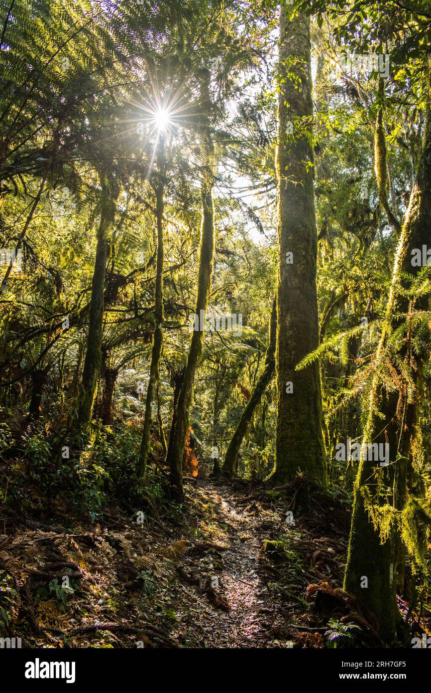 Moist biome hi-res stock photography and images - Alamy