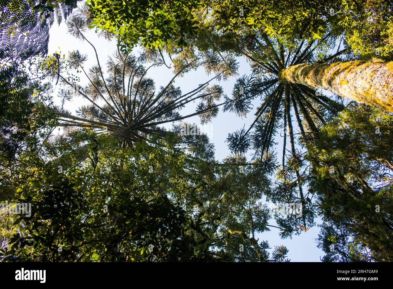 Araucaria moist forest with typical Parana Pine (Araucaria angustifolia ...