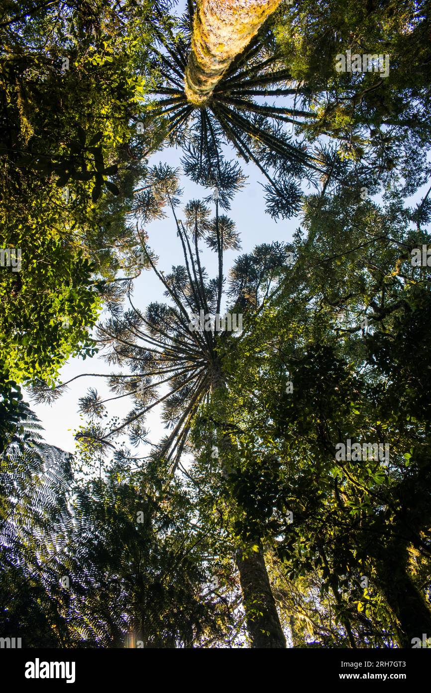 Araucaria moist forest with typical Parana Pine (Araucaria angustifolia ...