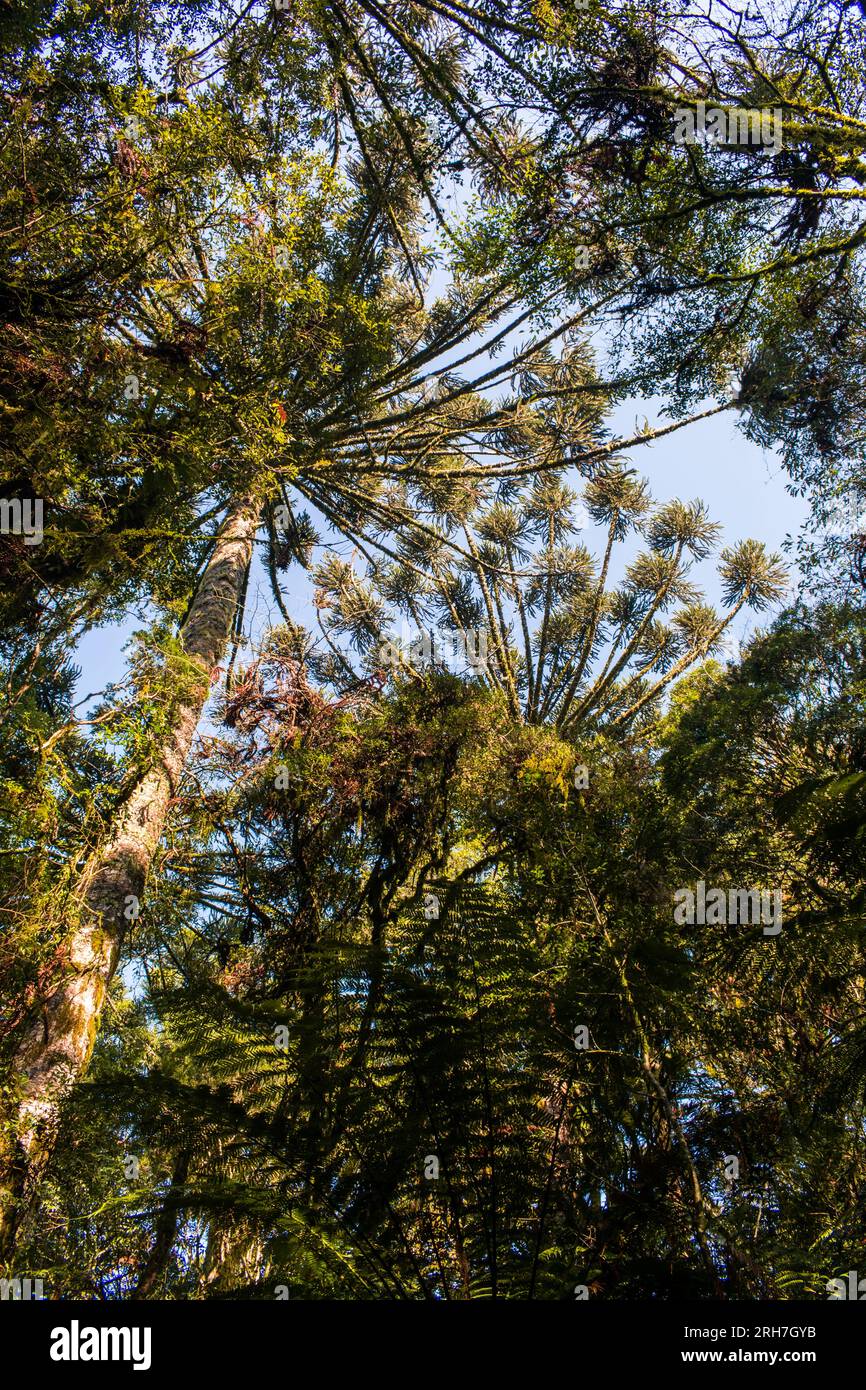 Araucaria moist forest with typical Parana Pine (Araucaria angustifolia ...