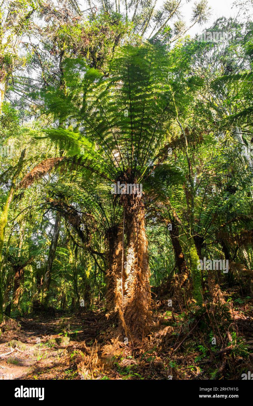 Dicksonia sellowiana (Xaxim), an endangered arborescent fern at the ...