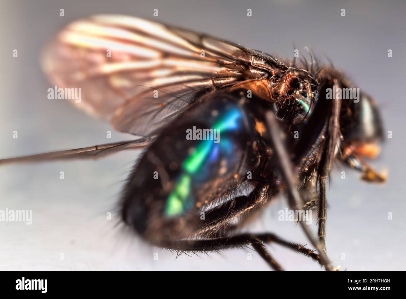 Dead blue bottle fly (Calliphora vomitoria). This cadaver fly spreads ...