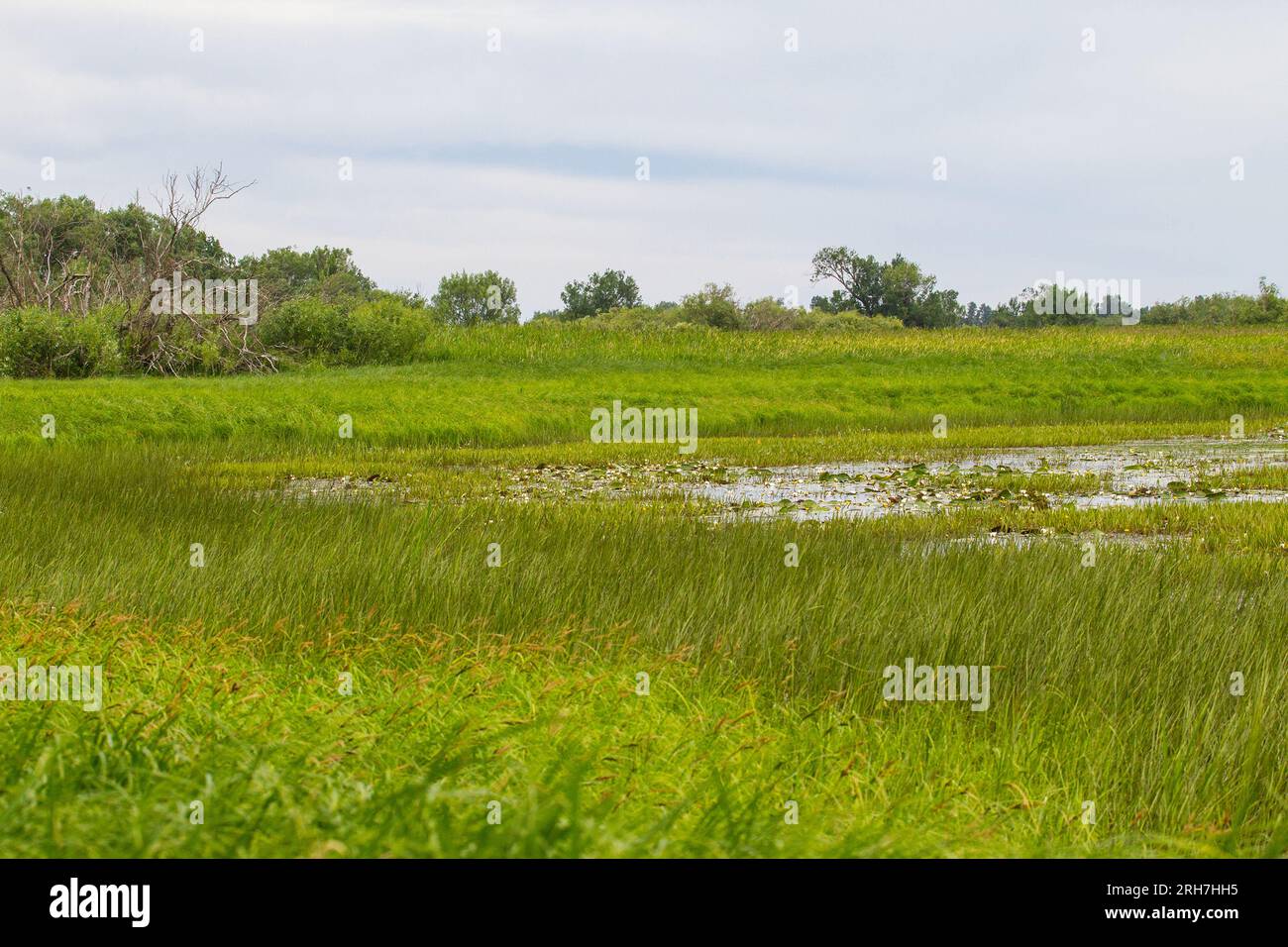 Deep pool, broad after flooding, flood meadows in flat river valley ...