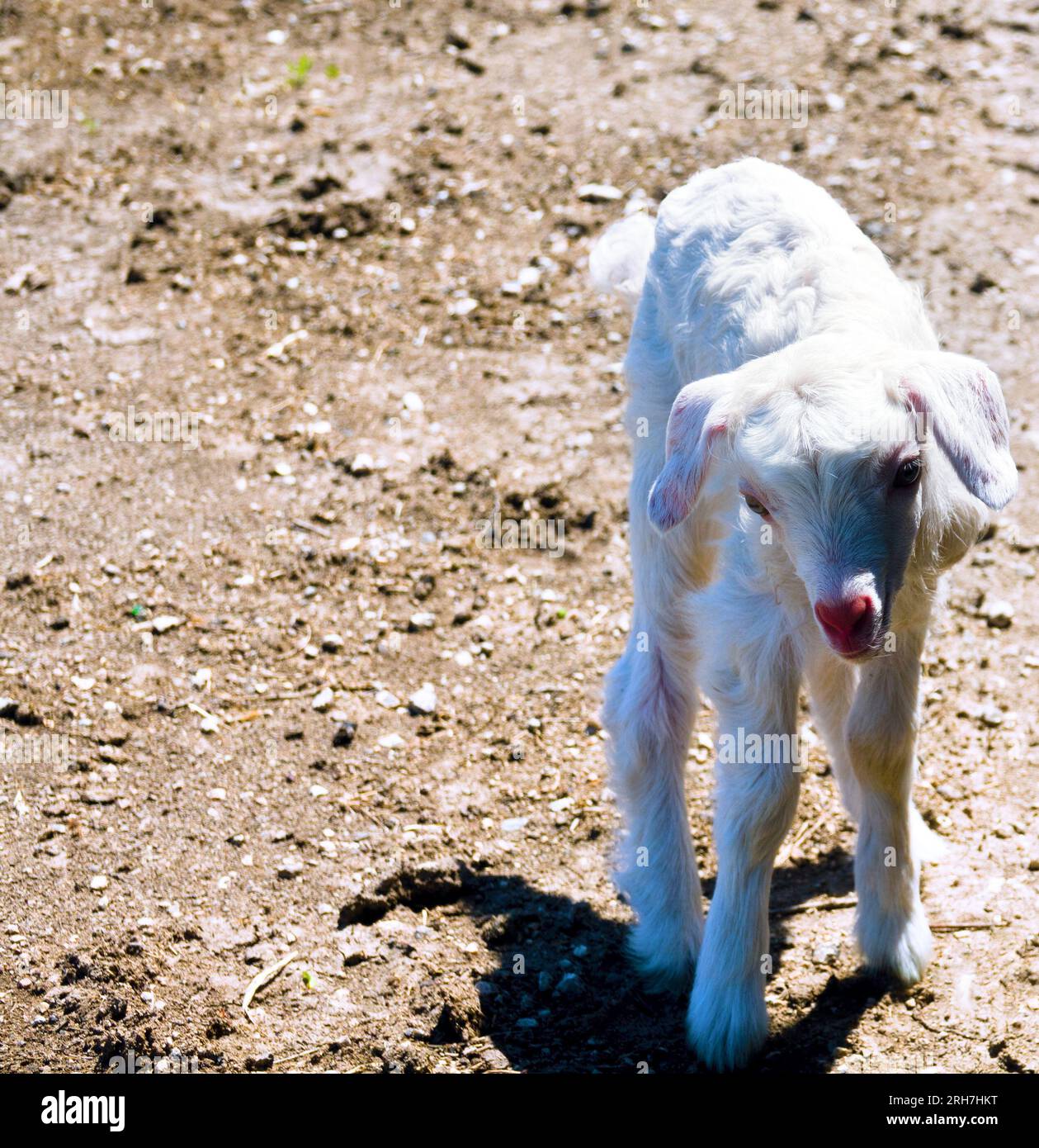 Little white kid on the road Stock Photo - Alamy