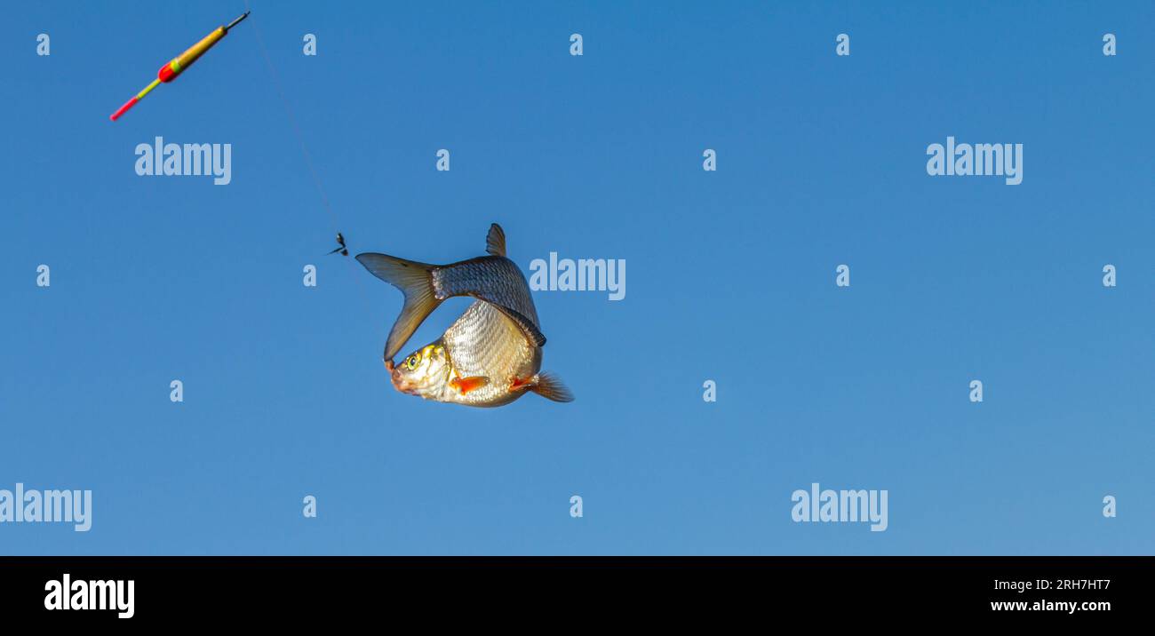 Fishing with a float rod, small bream Stock Photo - Alamy