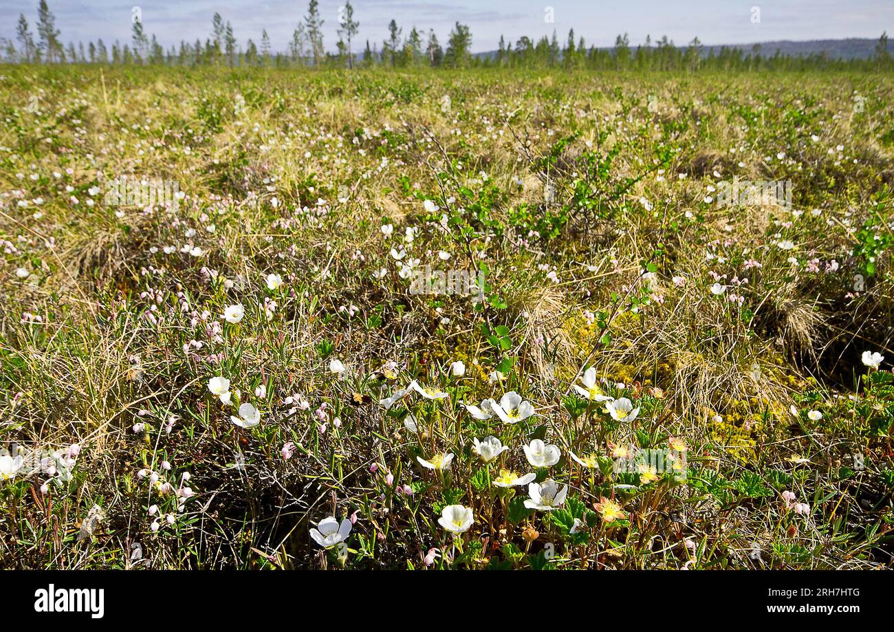 Cloudberries plant hi-res stock photography and images - Alamy