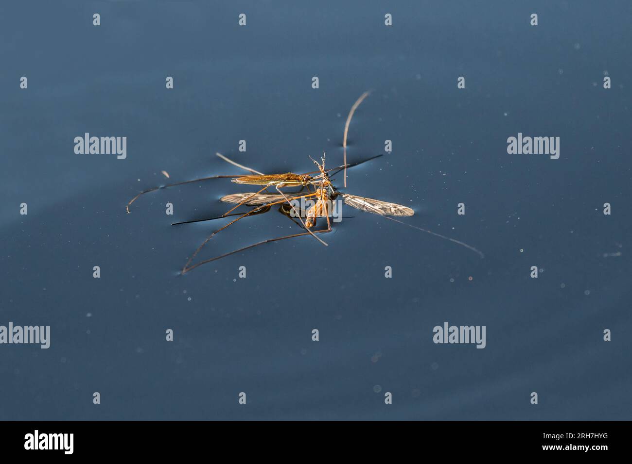 Predatory mite hi-res stock photography and images - Alamy