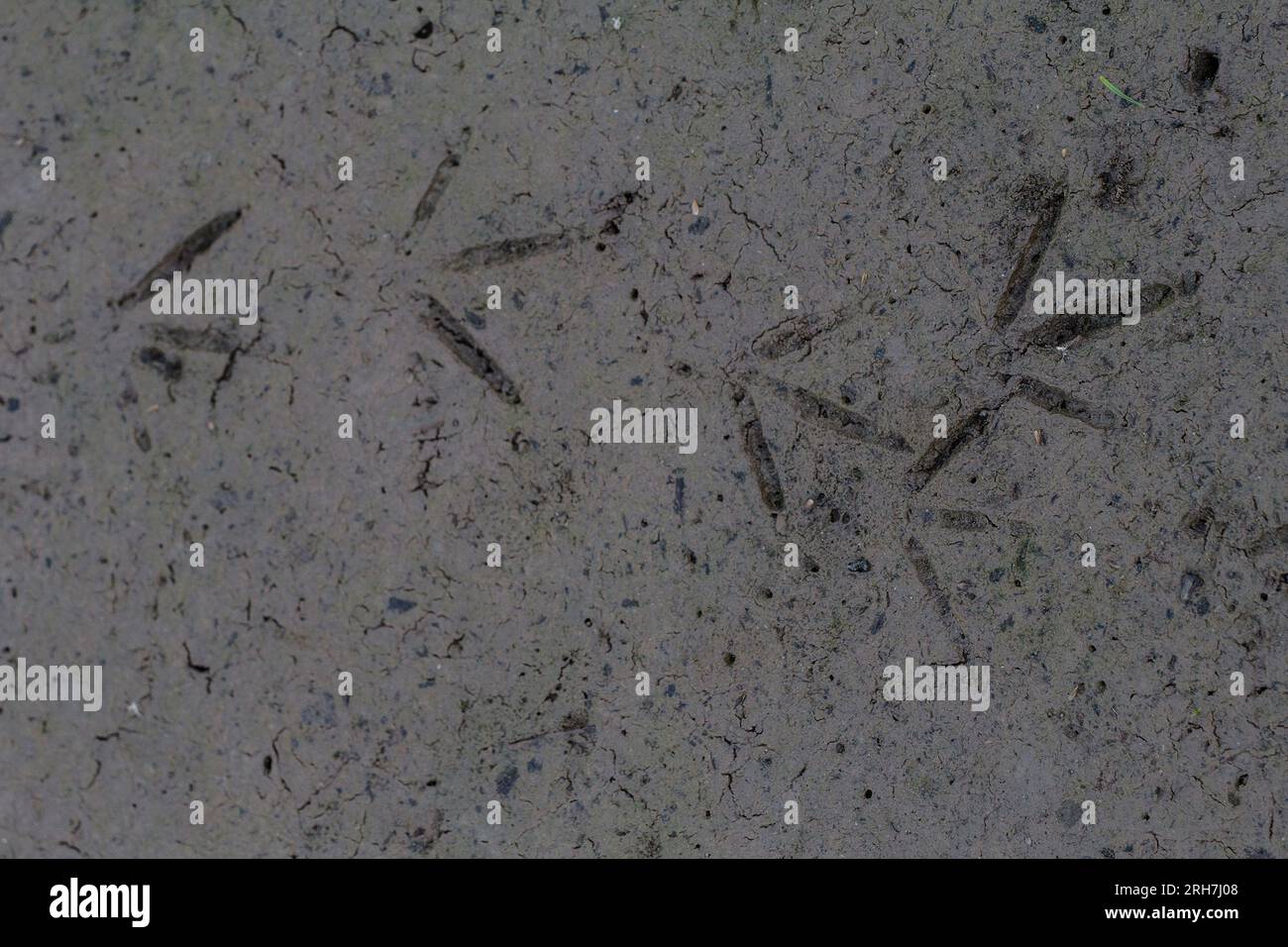 River delta. Mudbank (silt and clay) and Siberian ruddy crake (Porzana ...