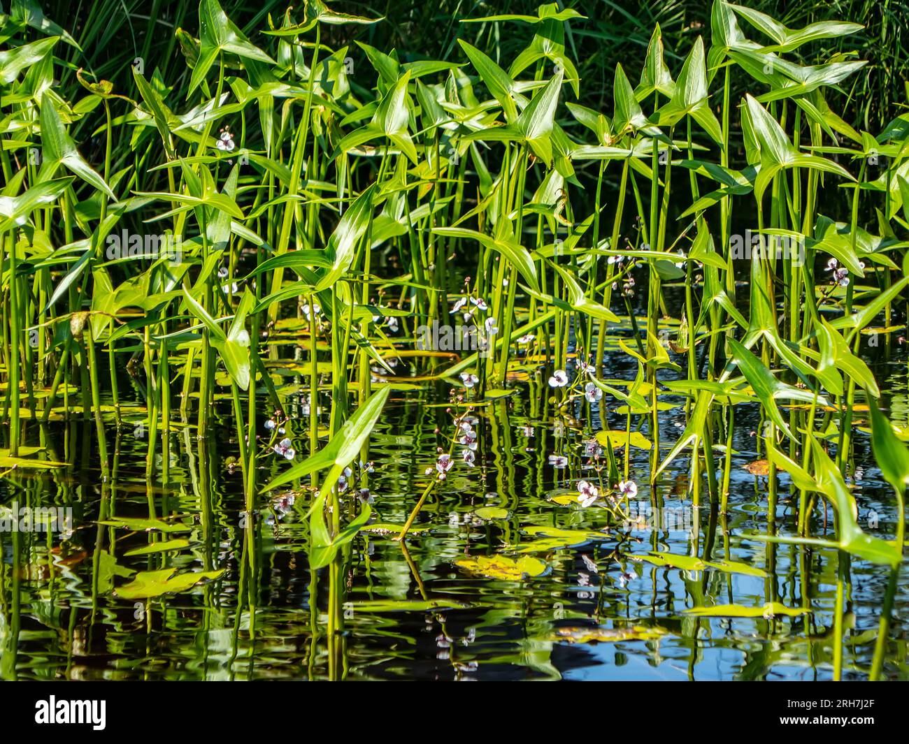Thickets of Old-World arrowhead (Sagittaria sagittifolia) in river ...