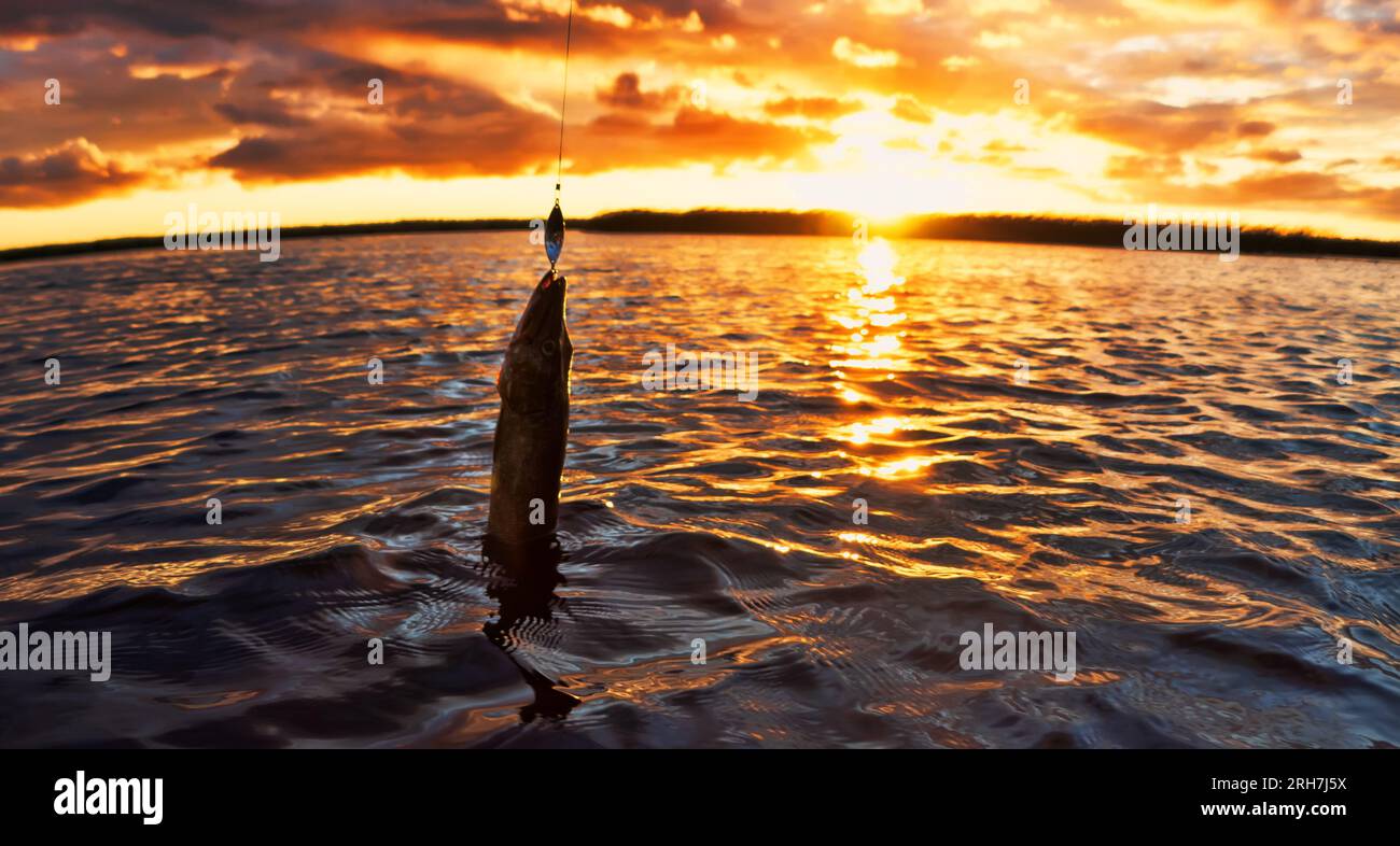 Fishing at sunset. Catching predatory fish on spinning. Sunset colors ...