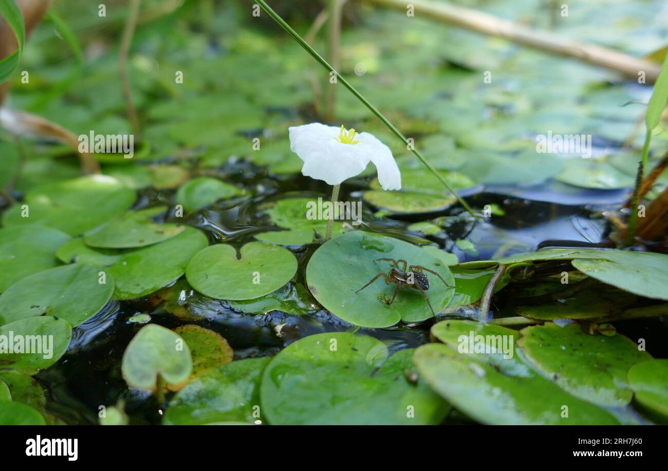 Diving bell spider (Argyroneta aquatica, smaller spotted female) in ...