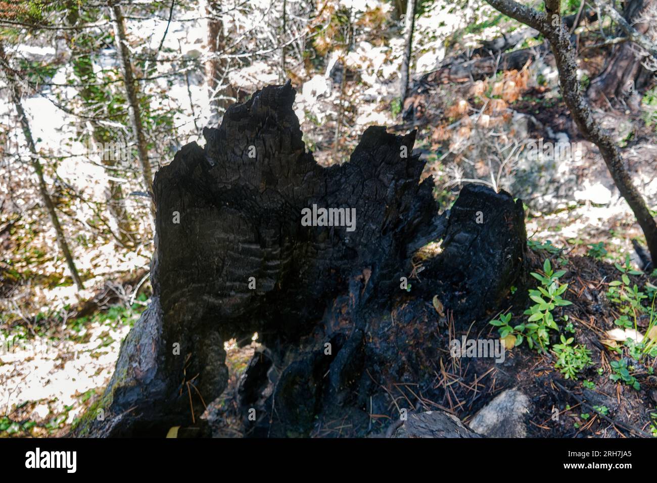 Fire-damaged forest boreal forests. Burnt boreal forests. Wildfire low ...