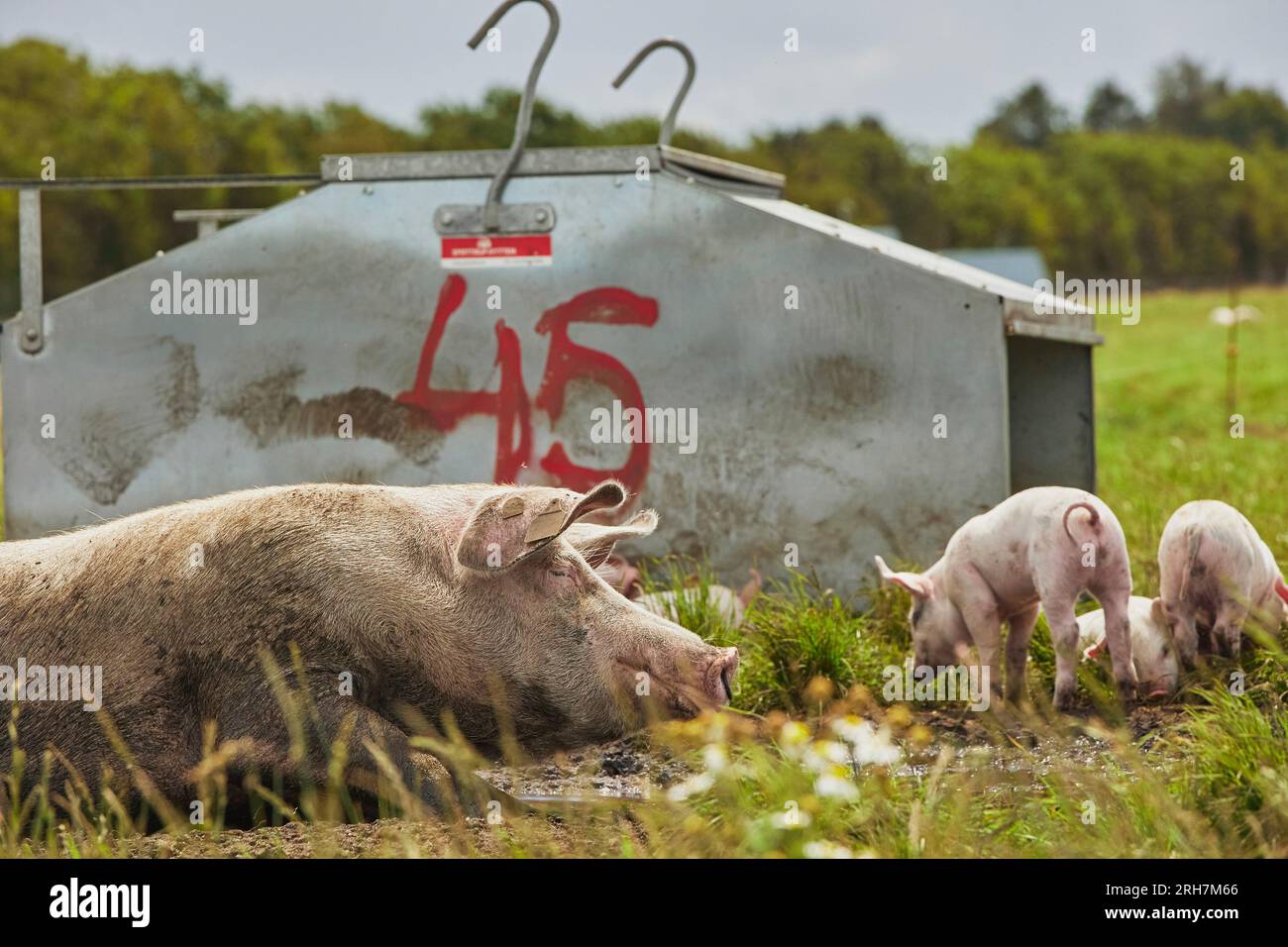 Eco pig farm in the field in Denmark Stock Photo - Alamy