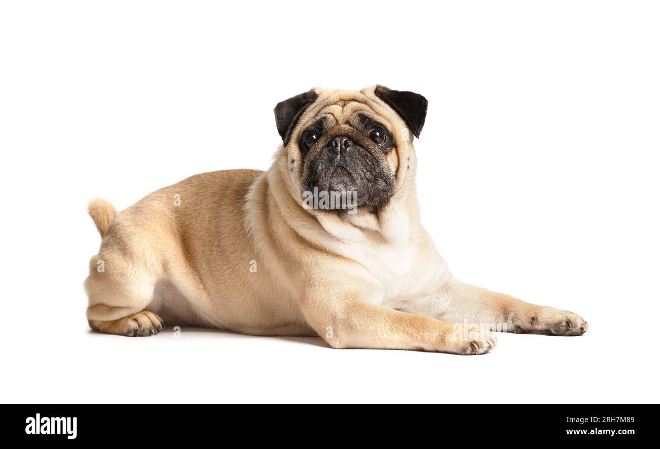 A purebred cute funny friendly pug lies on a white background and looks ...
