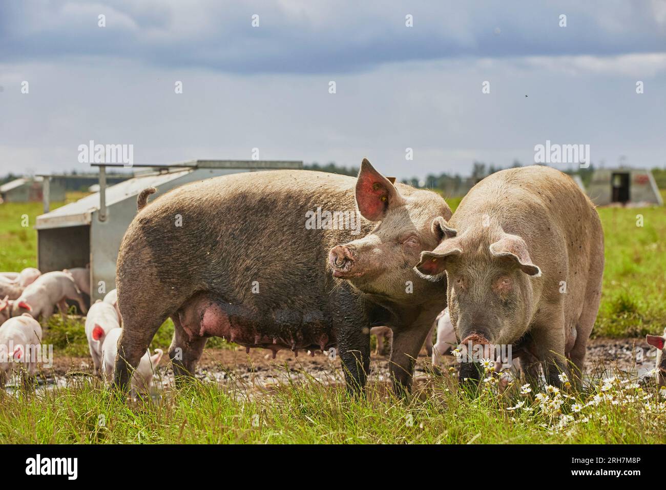Eco pig farm in the field in Denmark Stock Photo - Alamy