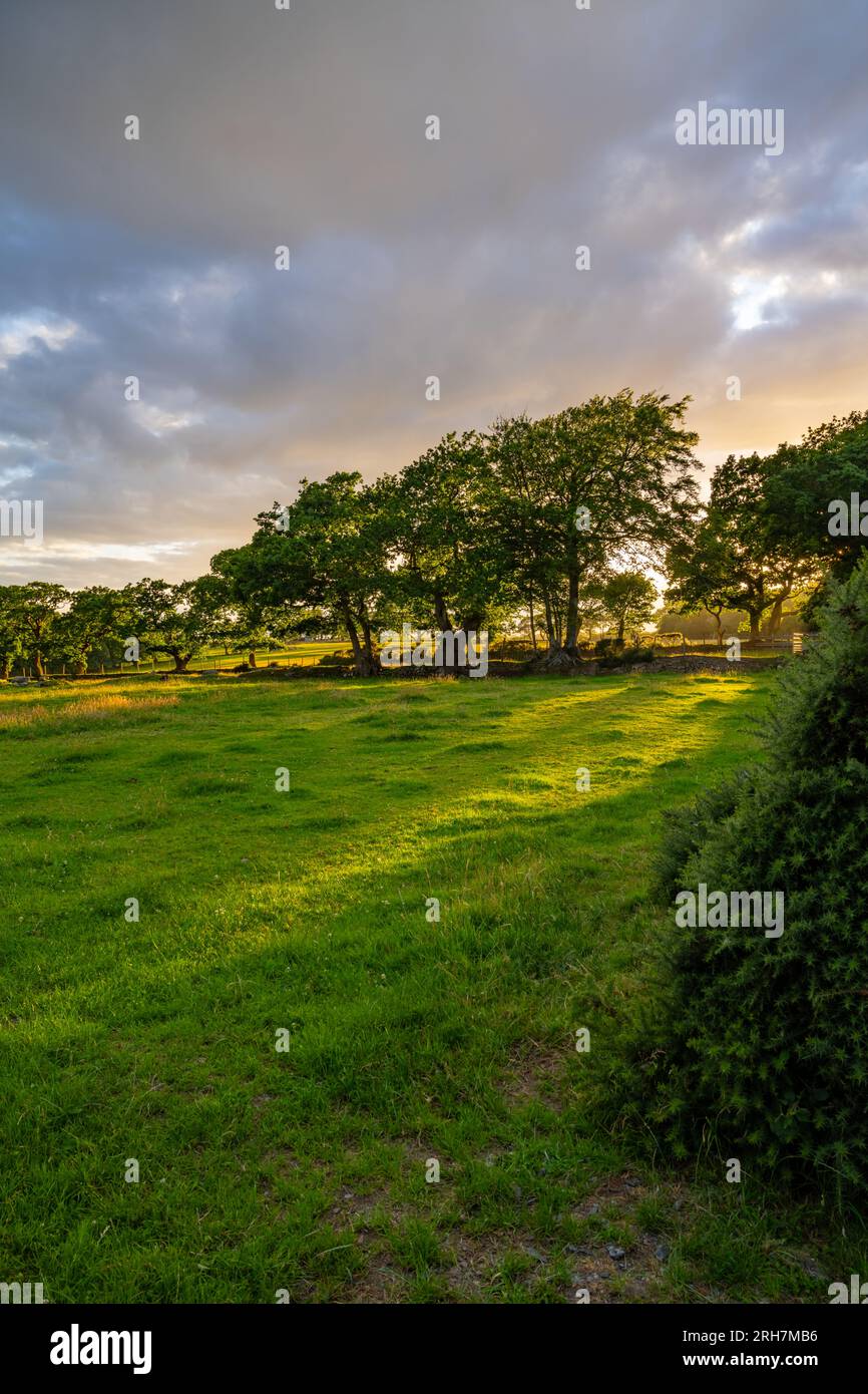 Wind bent trees hi-res stock photography and images - Alamy