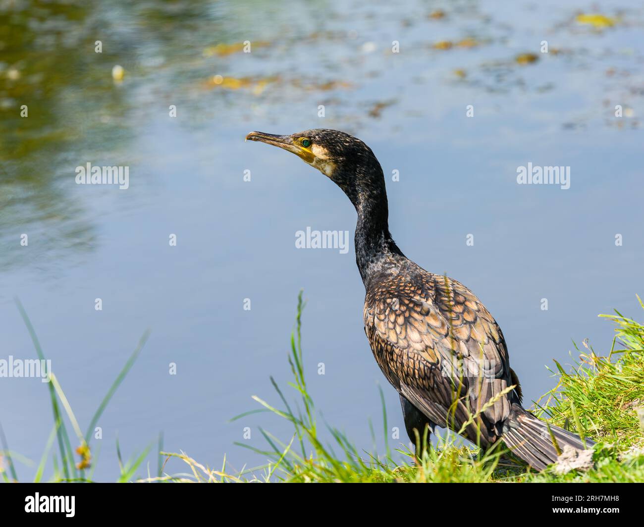Portrait of the great Cormorant Stock Photo - Alamy