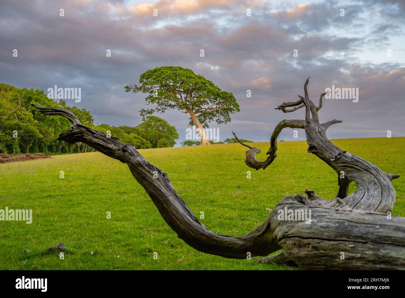 Trees on the skyline near Llanystumdwy North Wales Stock Photo - Alamy