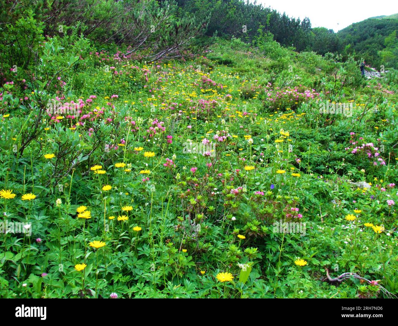 Alpine mountain landscape with yellow and pink hairy alpenrose flowers ...
