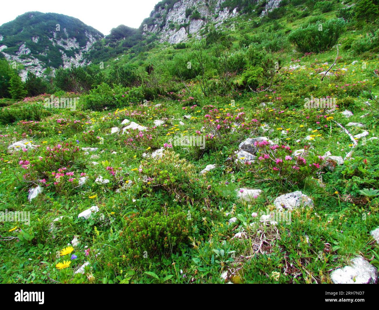 Alpine mountain landscape with yellow and pink hairy alpenrose flowers ...