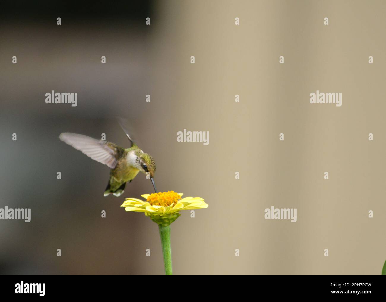 Hummingbird hovering over a flower Stock Photo - Alamy
