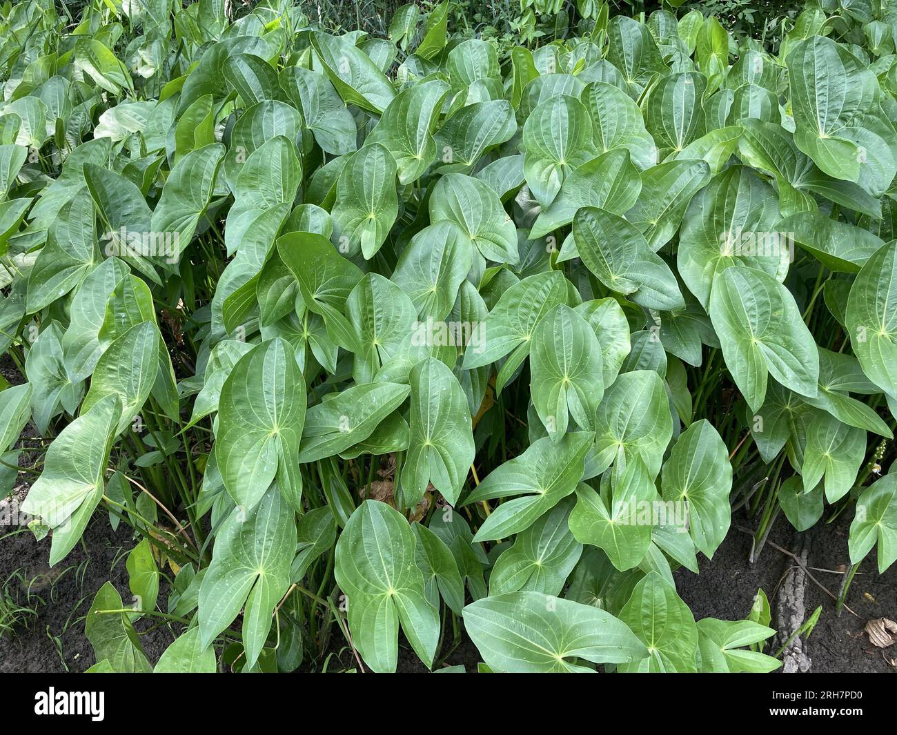 Arrowhead plant hi-res stock photography and images - Alamy