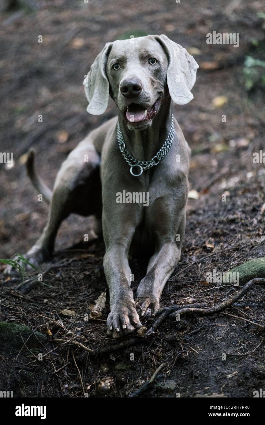 Weimaraner dog breed hi-res stock photography and images - Alamy