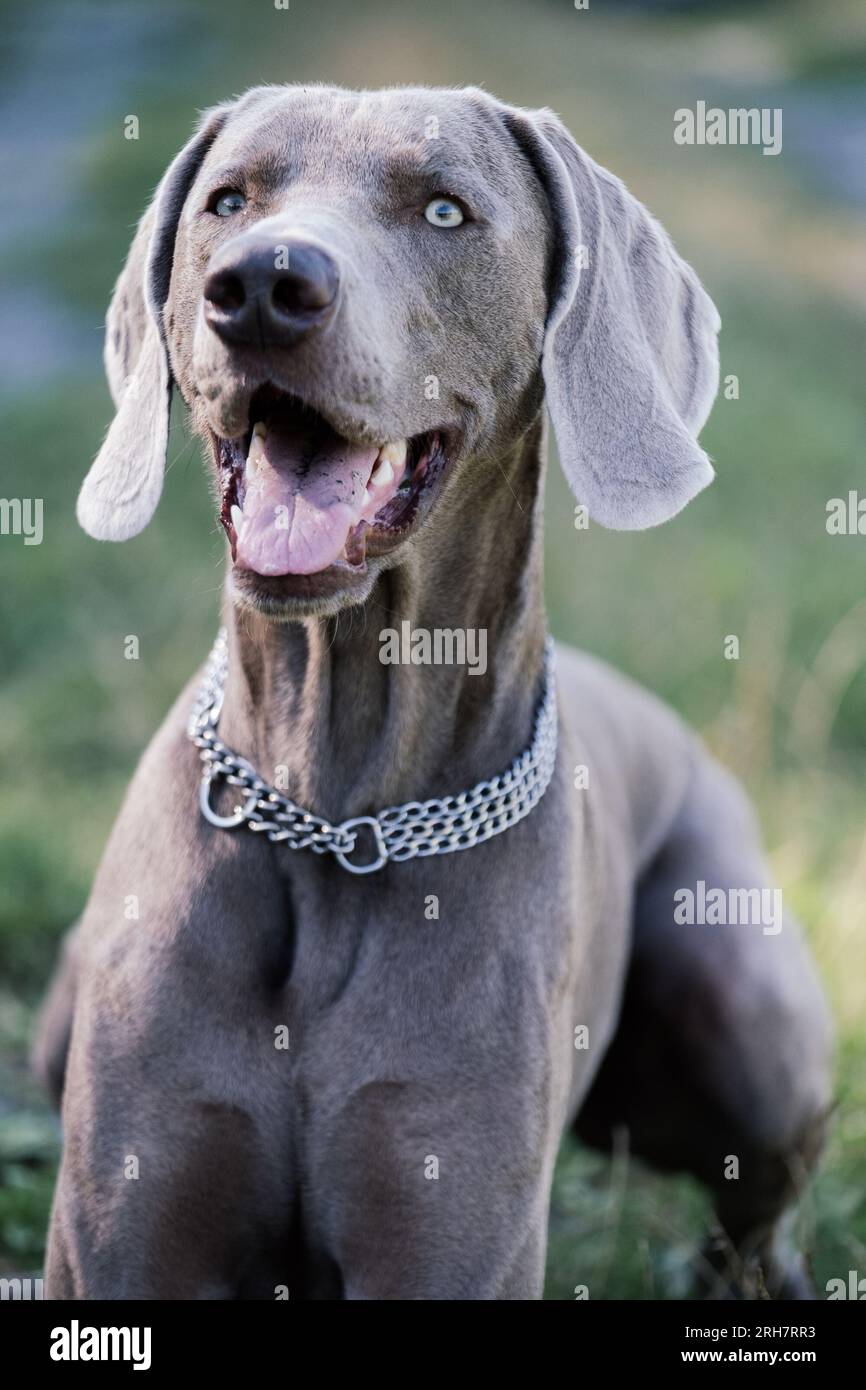 Weimaraner dog breed hi-res stock photography and images - Alamy