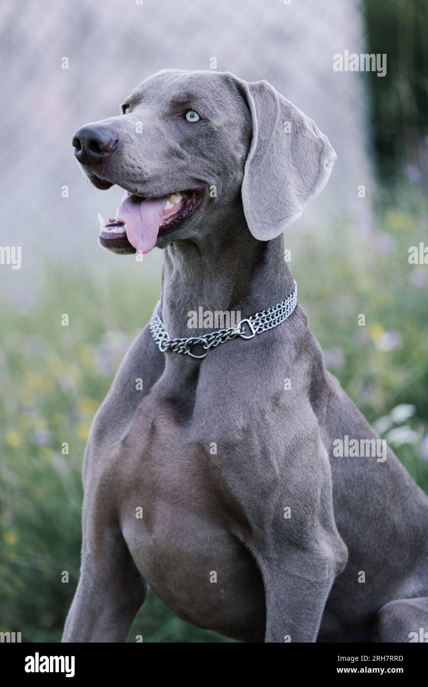 Weimaraner dog breed hi-res stock photography and images - Alamy