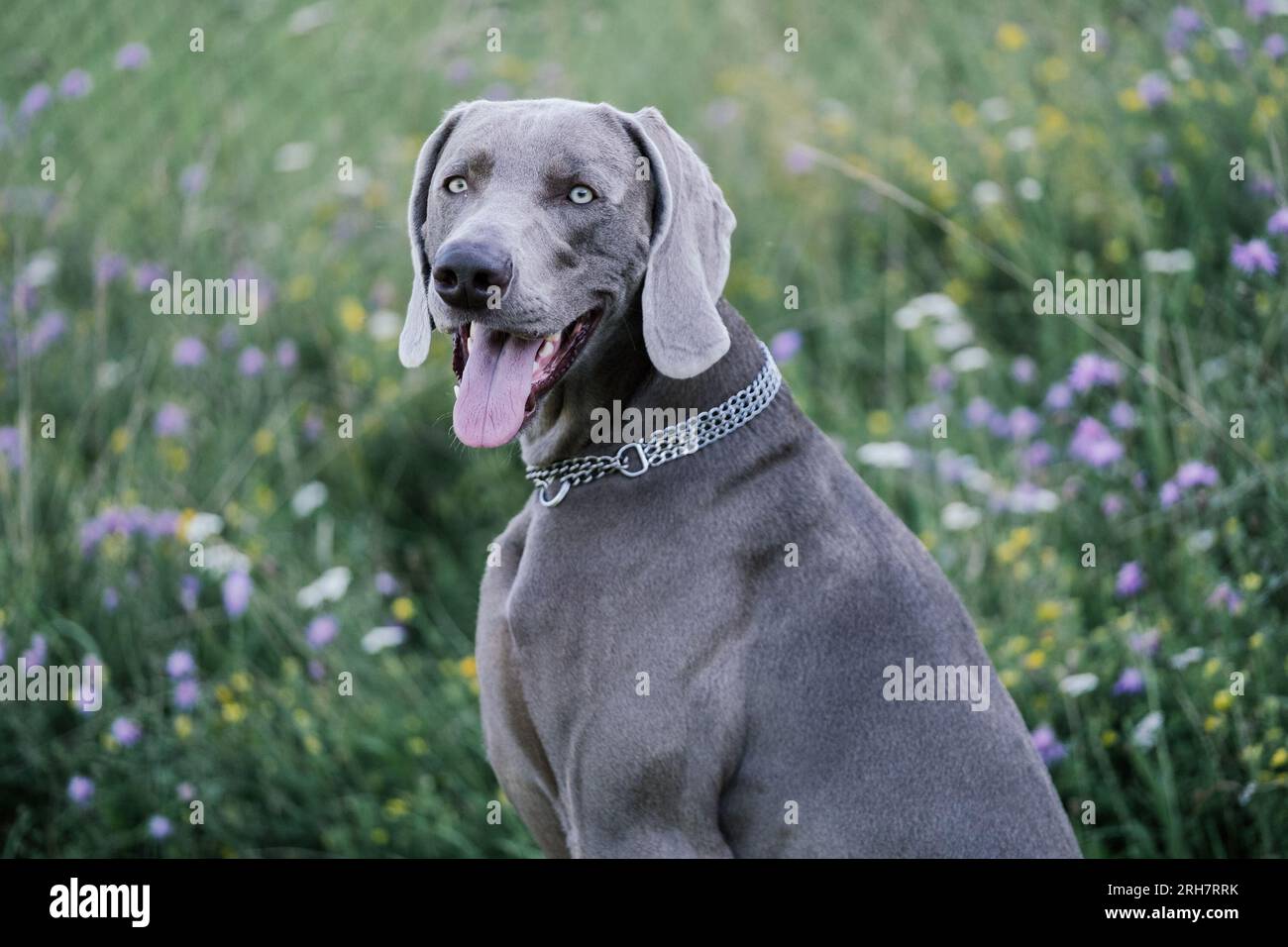 Weimaraner dog outdoor Stock Photo - Alamy