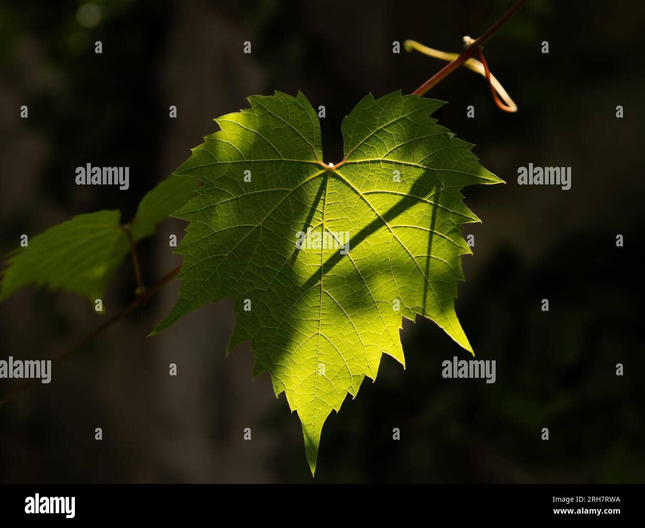 Maple Leaf Cell Diagram
