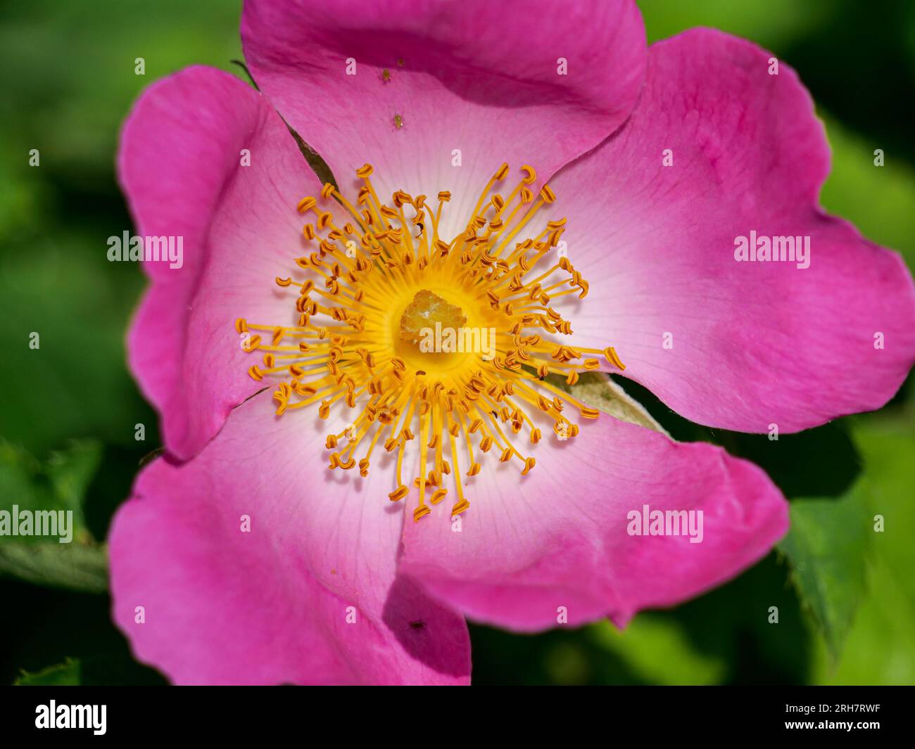 Pink aphids hi-res stock photography and images - Alamy