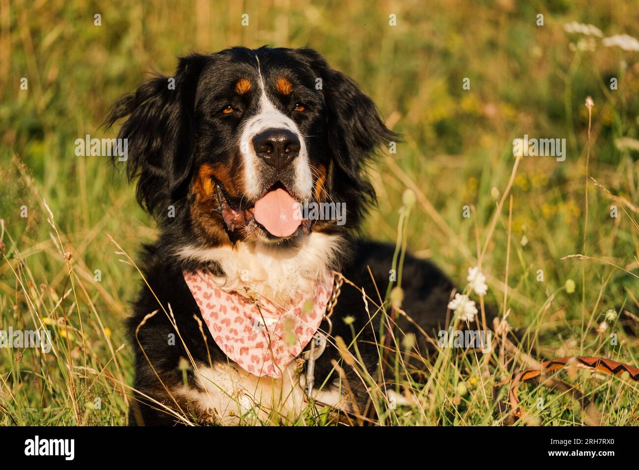 Bernese sheepdog hi-res stock photography and images - Alamy