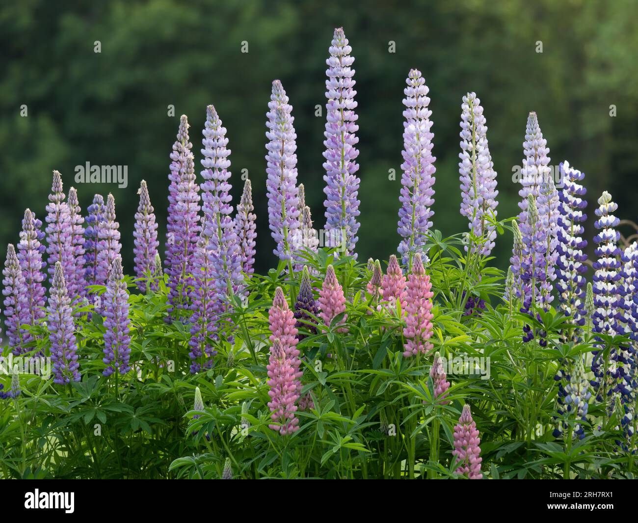 Lupins bloom hi-res stock photography and images - Alamy