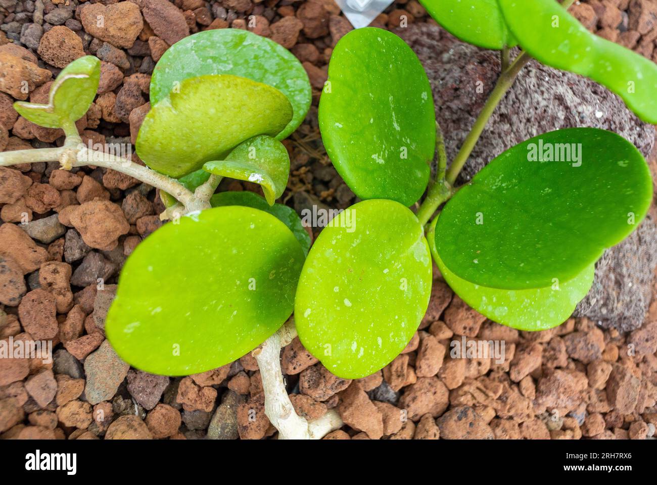 Hoya kerrii craib also referred to colloquially as Hoya hearts is a ...