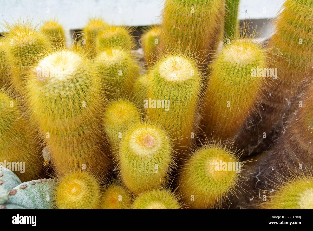 Close-up of the notocactus, leninghausii, also known as Lemon Ball ...