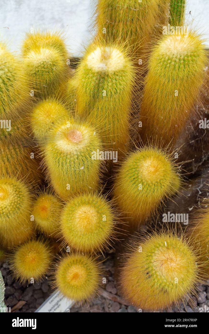 Close-up of the notocactus, leninghausii, also known as Lemon Ball ...