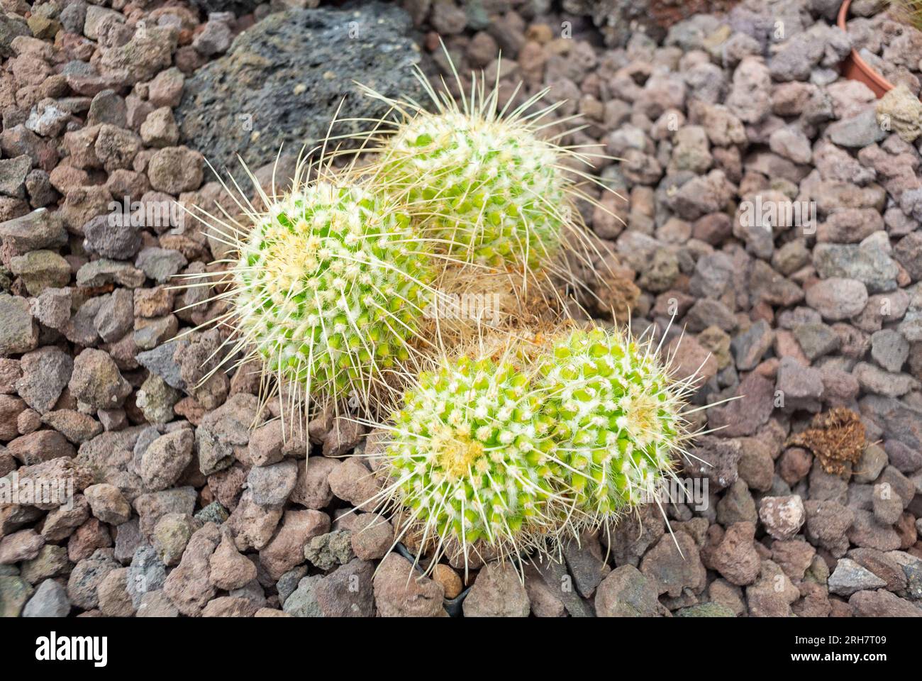 Mammillaria is one of the largest genera in the cactus family ...