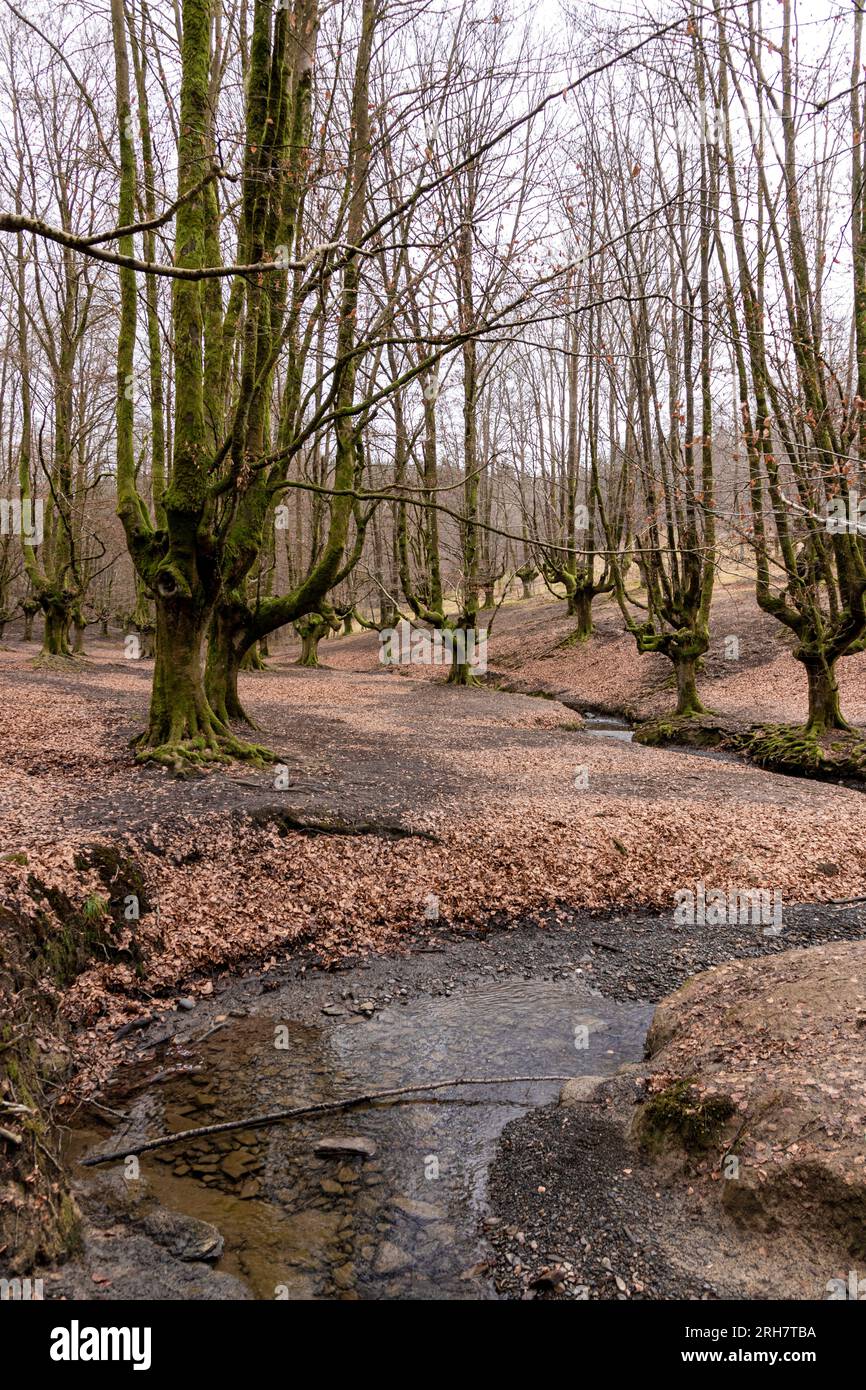 Golden Splendor in Nature's Embrace: Capturing the Seasonal ...