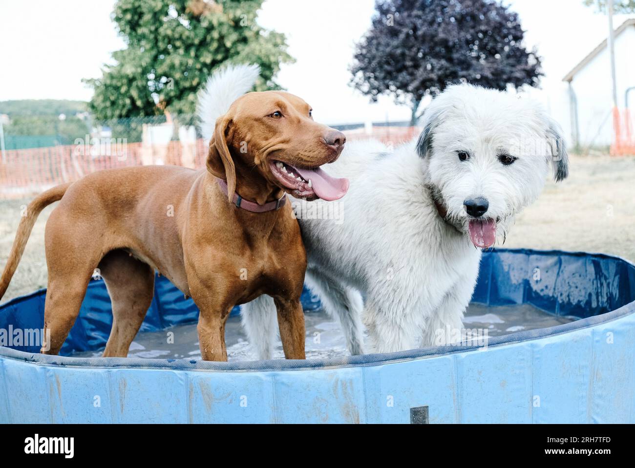 Two dogs enjoy playing hi-res stock photography and images - Alamy