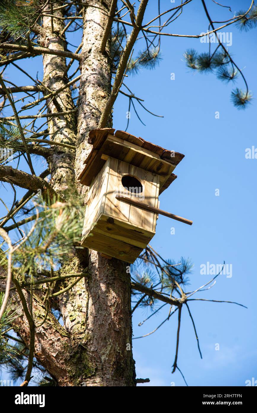 wooden bird nest in tree Stock Photo - Alamy