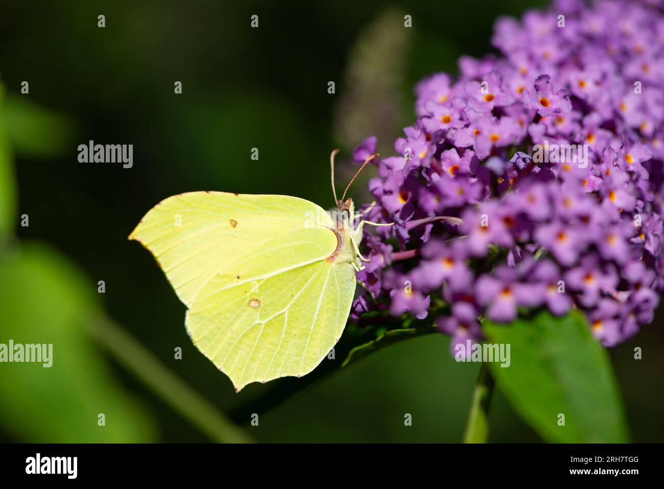 Beautiful purple butterfly bush hi-res stock photography and images - Alamy